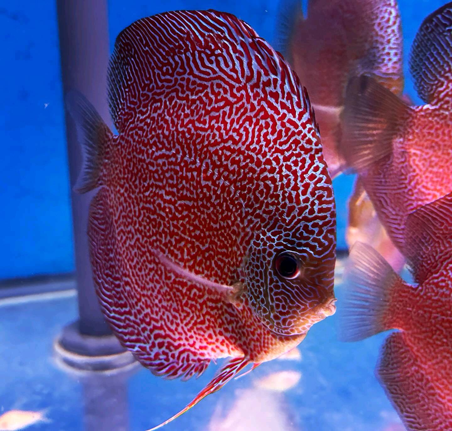 panthera leopard discus